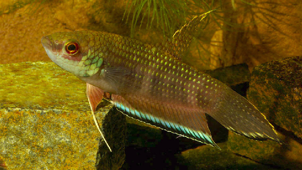 Betta enisae Kottelat, 1995